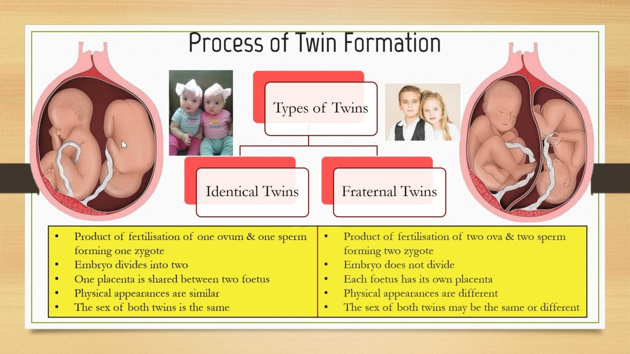 Chapter 15 15 5 Formation of Twins - YouTube