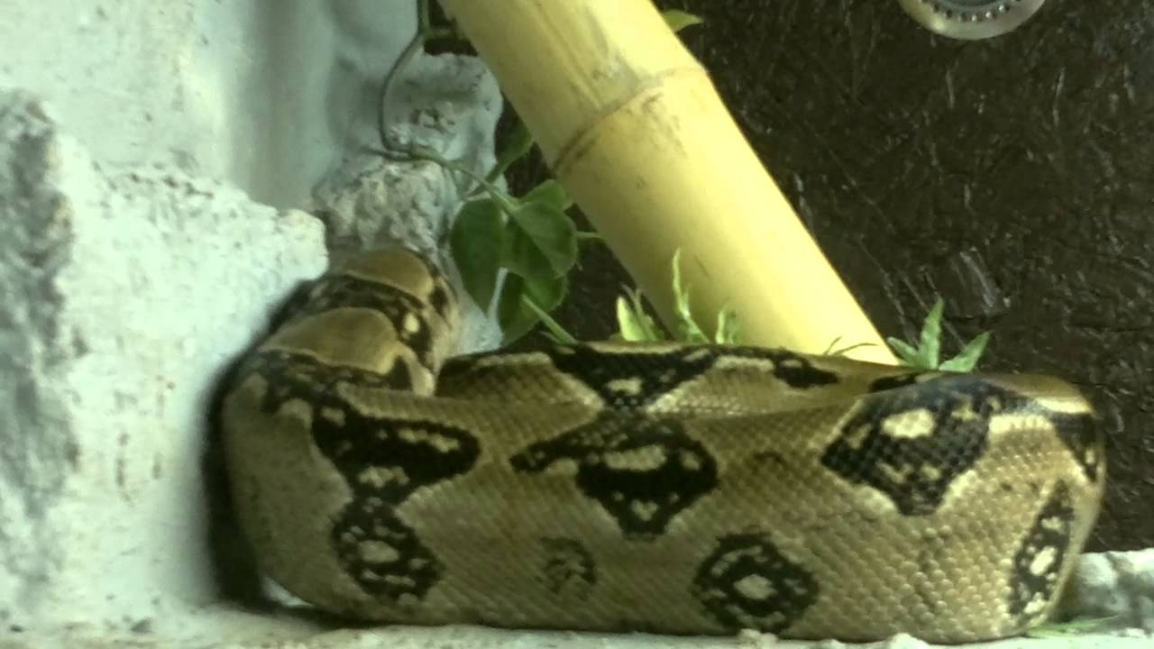 Boa Constrictor unterwegs im Terrarium (HD) - YouTube
