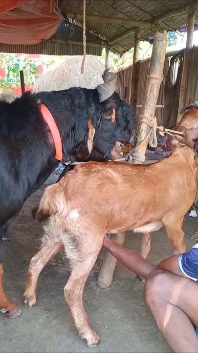 The goats are enjoying the best day of the year #shorts #short #shorts ...
