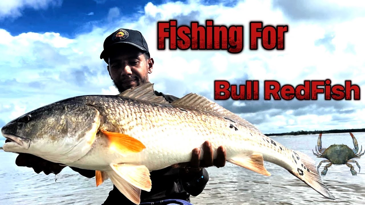 Fishing for BULL REDFISH using (Blue Crabs!!) - YouTube