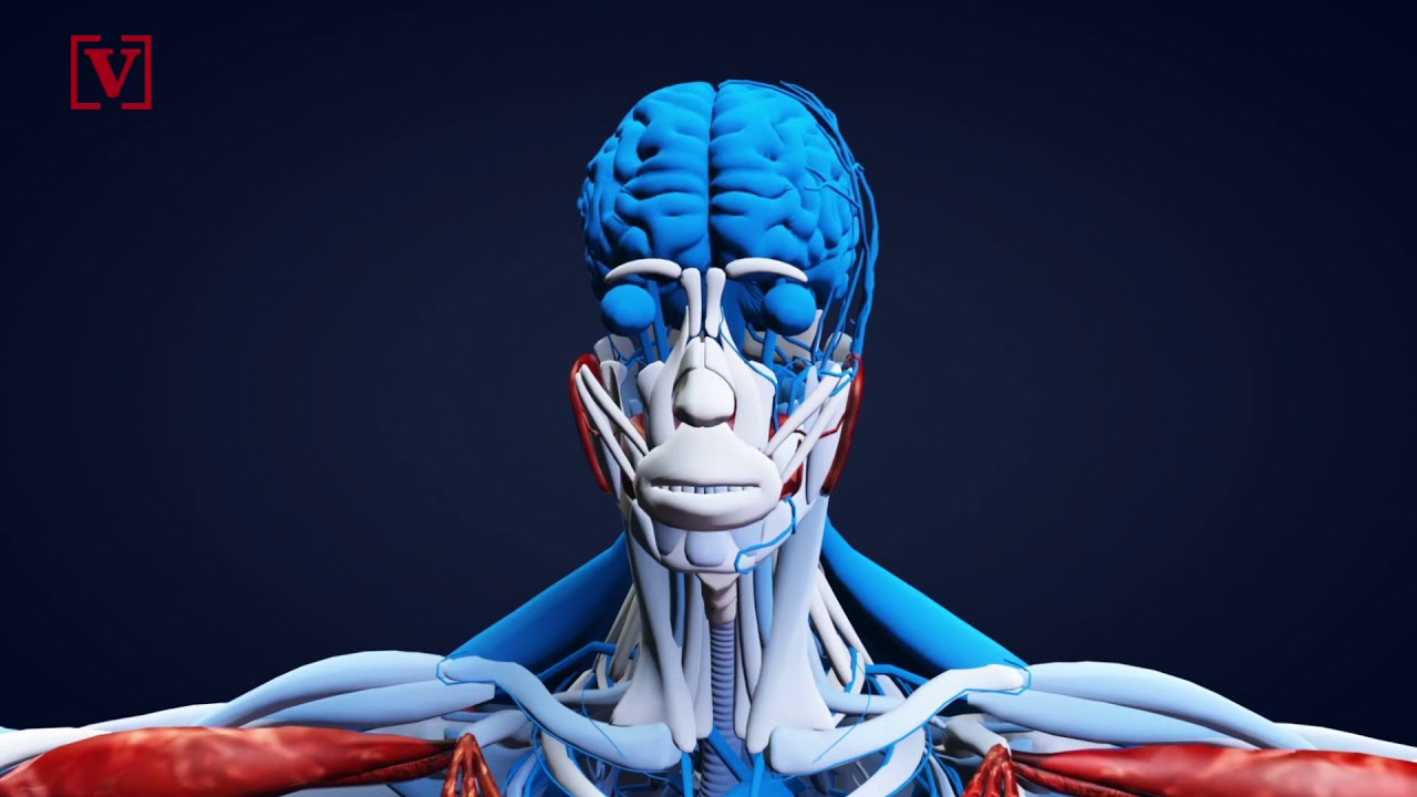 Start-up Offers Brain Preservation - YouTube