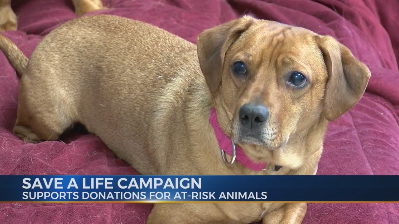 Save a Life Campaign, Supports Donations For At-Risk Animals - YouTube
