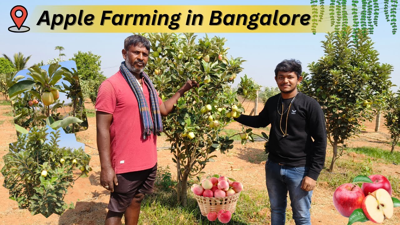 बैंगलोर में कश्मीरी सेब की खेती | Kashmiri Apple farming in Bangalore ...