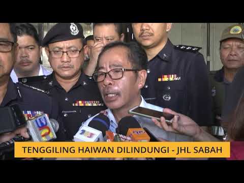 Tenggiling haiwan dilindungi - JHL Sabah - YouTube
