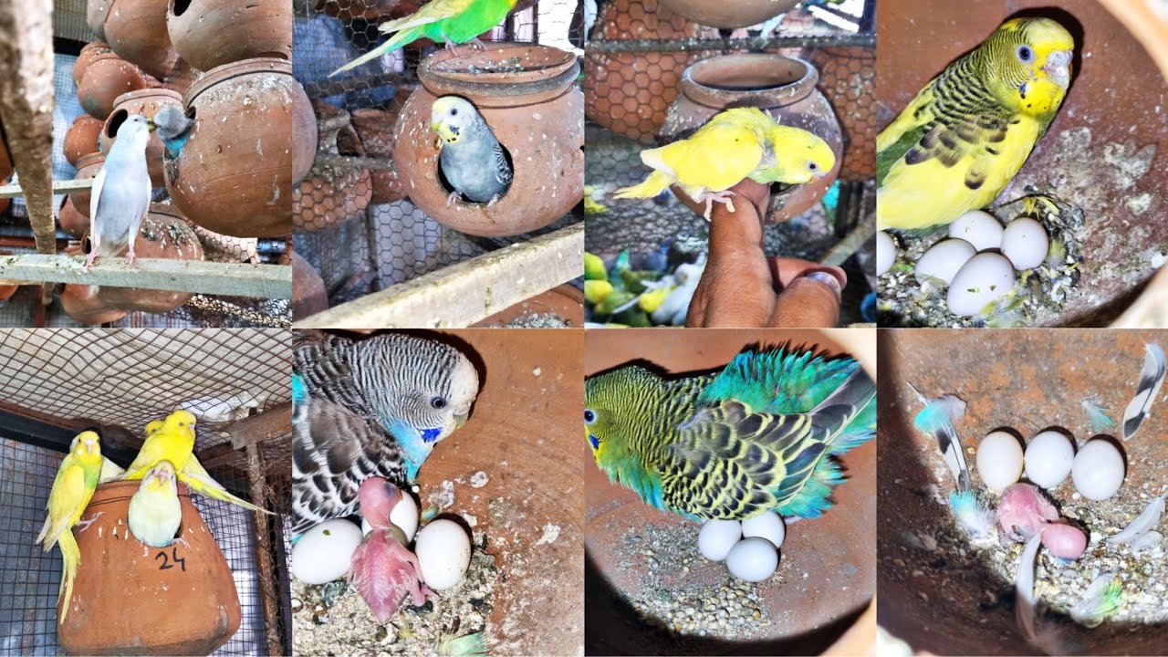60 pair Budgies Parrots Colony Breeding Progres Sj Budgies Farm in ...