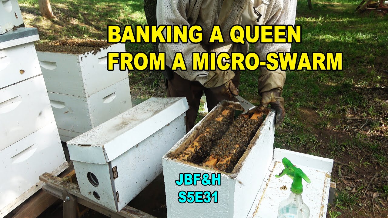 Banking a Queen from a Micro Swarm S5E31 #beekeeping #swarm - YouTube