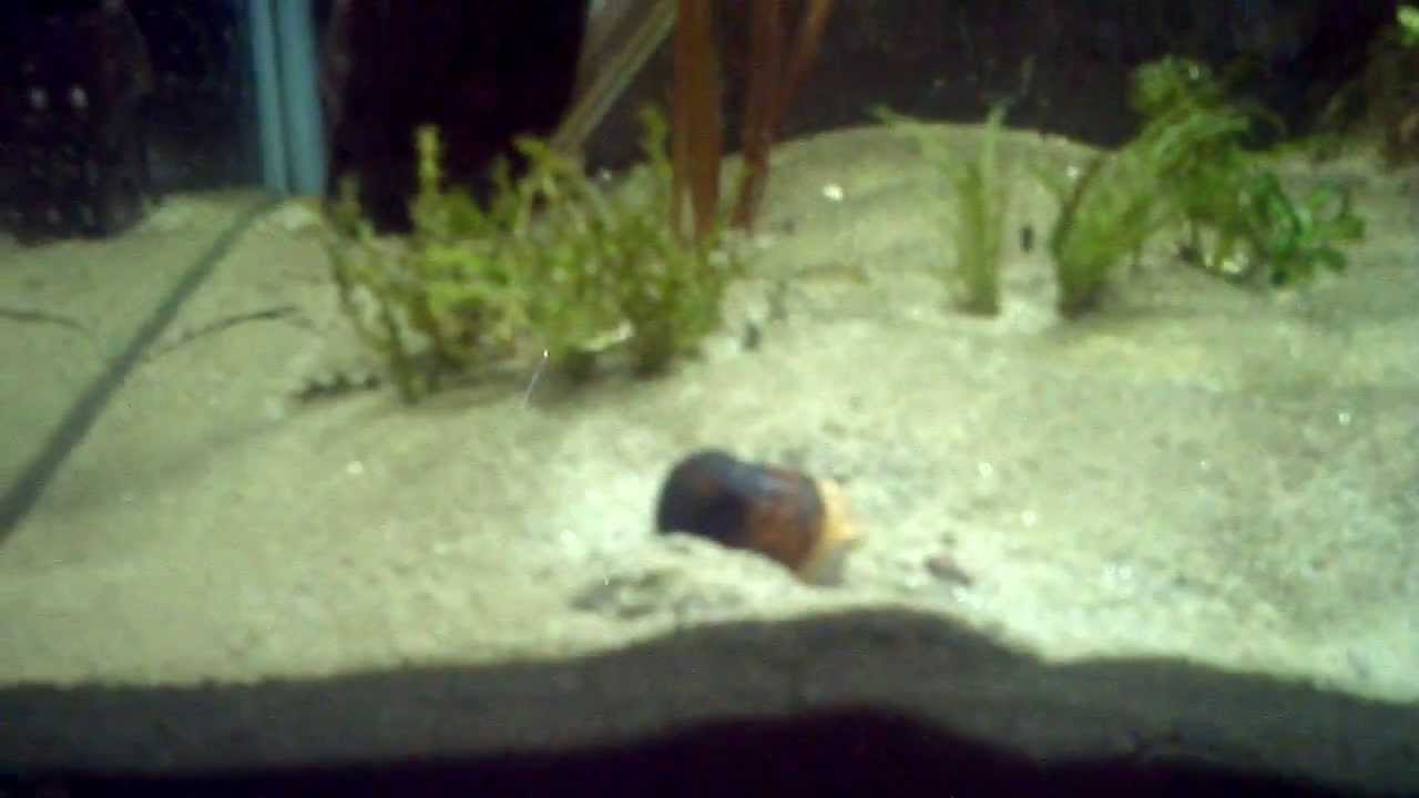 Sphaerium corneum in the aquarium - YouTube