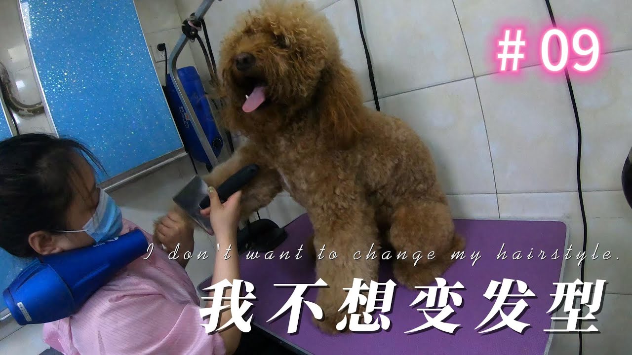 狗狗大变身！Pet grooming in Beijing, China."Teddy Spa Day: Grooming and ...