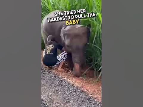This Elephant's Reaction Will Melt Your Heart 🥹 ️ #shorts - YouTube