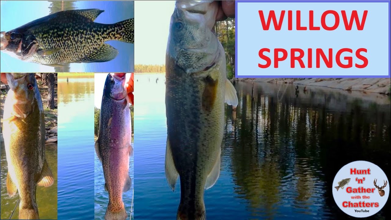 WILLOW SPRINGS LAKE FISHING - 5 SPECIES - 40+ FISH! Largemouth - Trout ...