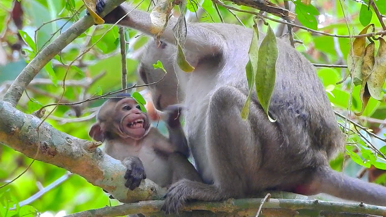 Oh No! The Baby Monkey Crying to Request Milk Mother Monkey | Angkor ...