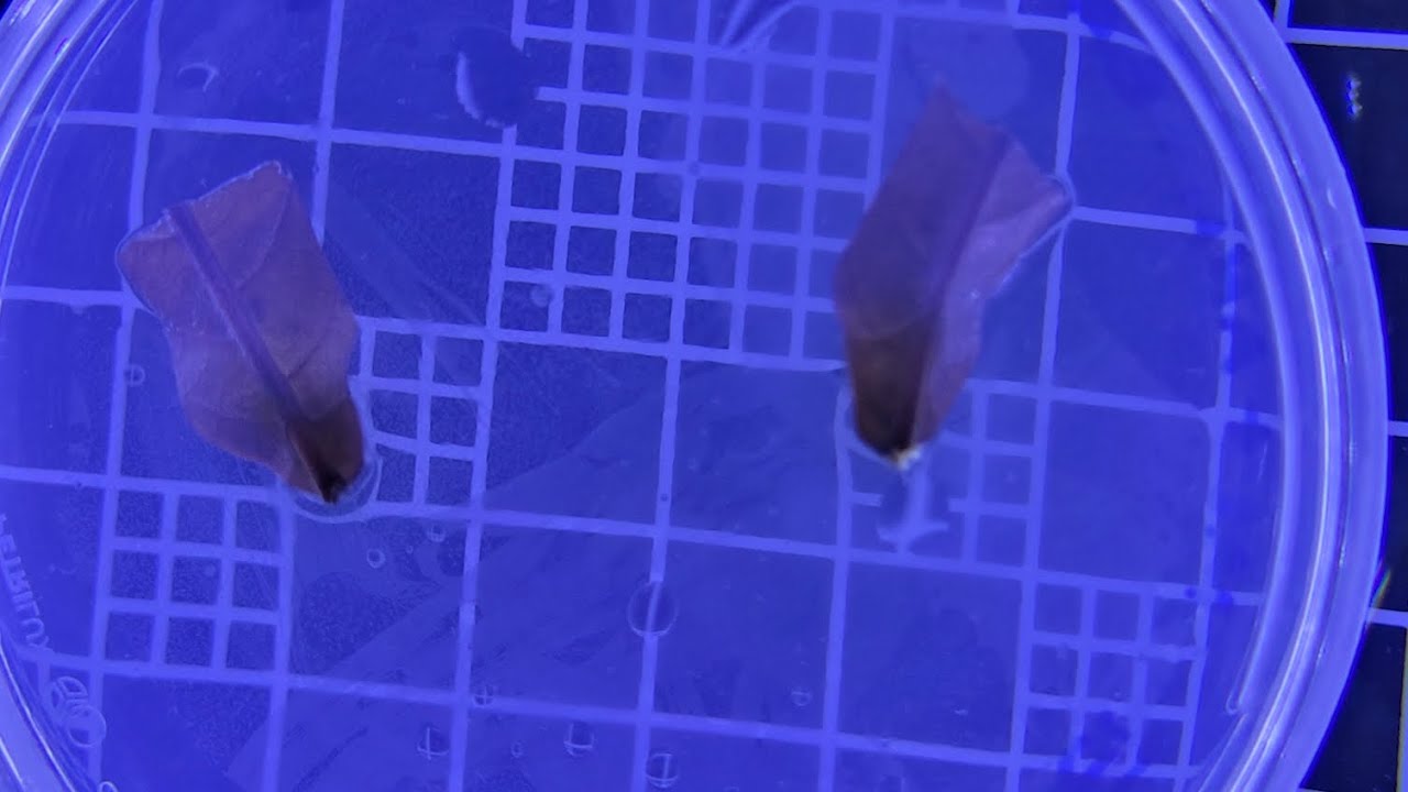 Evidencia 1. Reto cultivo in vitro Ahuilote - YouTube