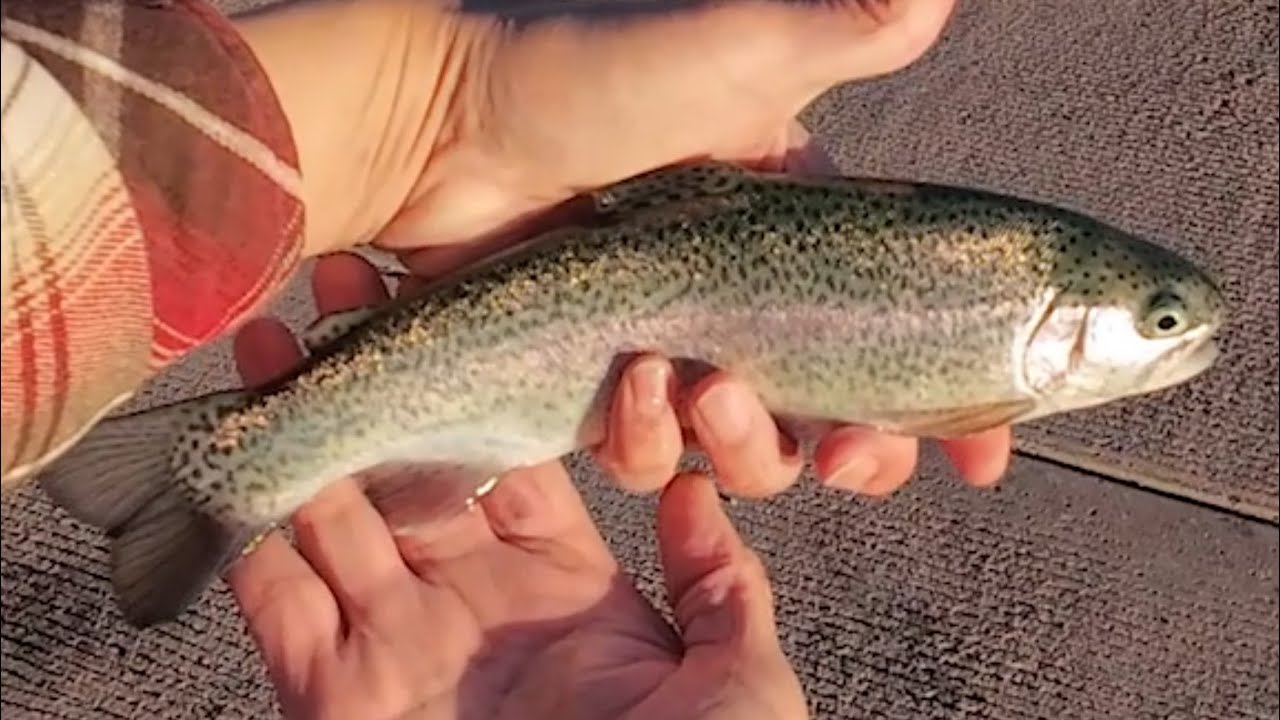 Can the Slider Grub Catch Trout at Razor Ridge Park - YouTube