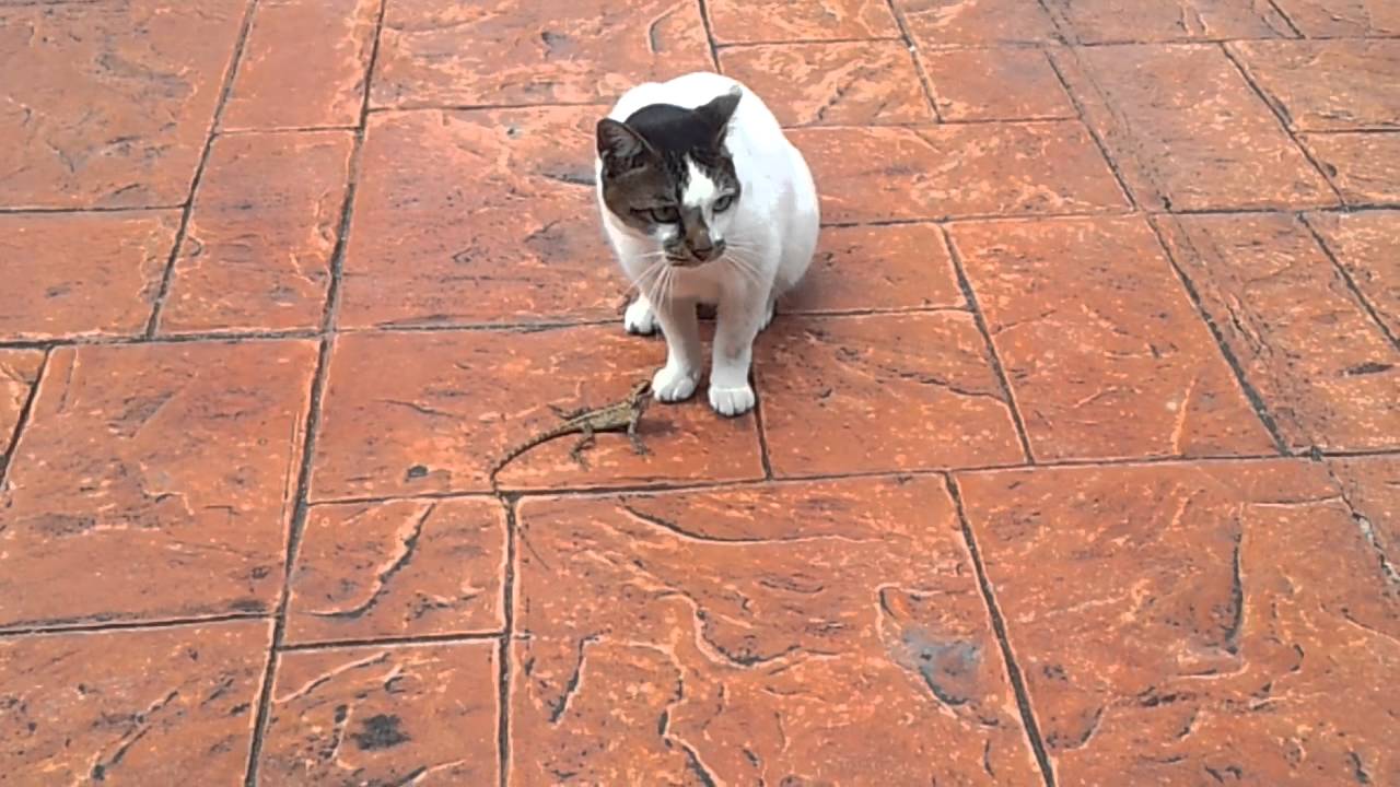 Tiger vs snake year - YouTube