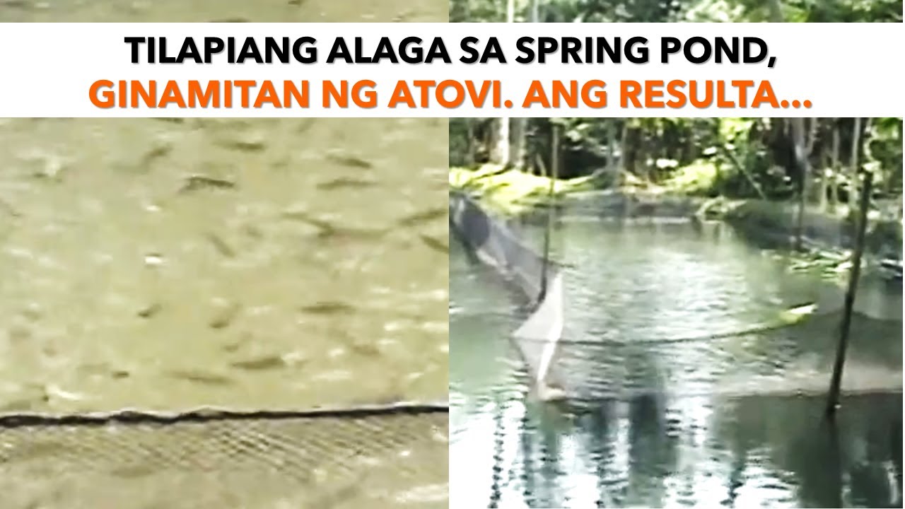 Tilapiang alaga sa spring pond, ginamitan ng Atovi. Ang resulta ...