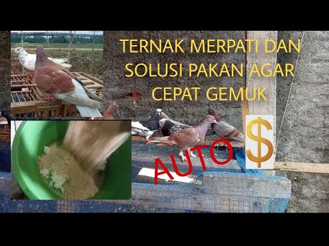 TERNAK MERPATI PEDAGING DAN SOLUSI PAKAN AGAR CEPAT GEMUK - YouTube