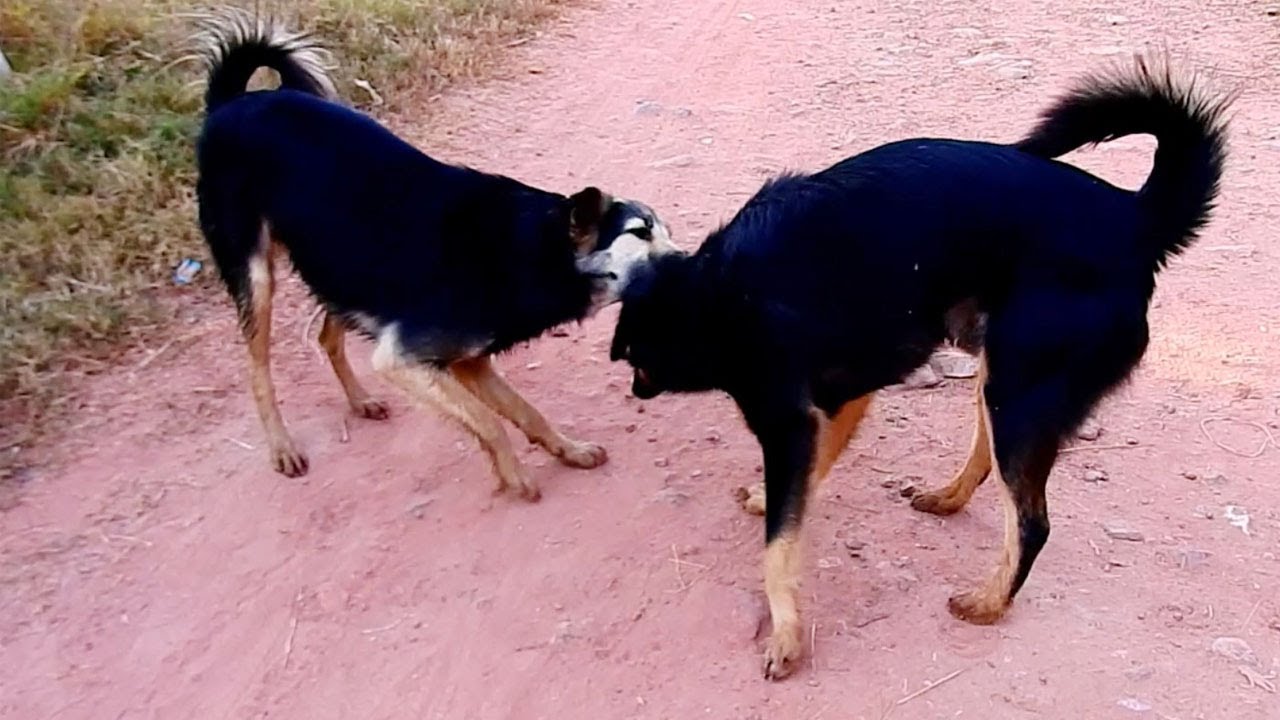 Wow very sweet dog ker ker play Play with chear chear very happy ...