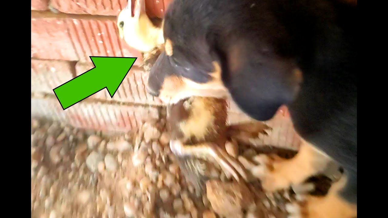 hungry puppies #dogs #puppy #mo ayman #dogs #dog #cute #tik tok #shorts ...