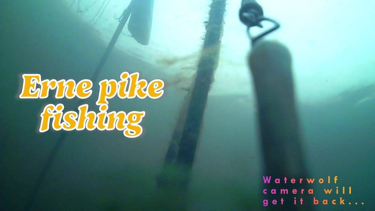 Pike fishing Erne. Water wolf Underwater camera "drama" and action🎥🐊🎣 ...