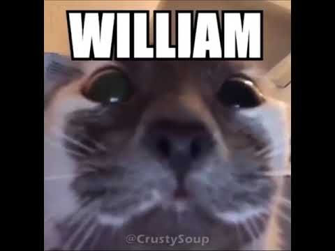 William cat meme - YouTube
