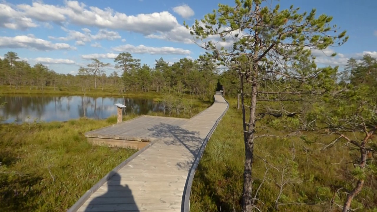 Viru raba Eesti rabad 2 /Estonian bogs 2 .Harjumaa/ Toomas Argel 09.08. ...