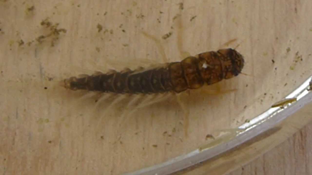 Mud Alderfly larva - YouTube
