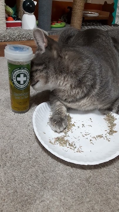 Bodey Kitty Cat Say's He's Got Some Good Catnip. #cutekitty #cute #Catnip Not Sponsored - YouTube