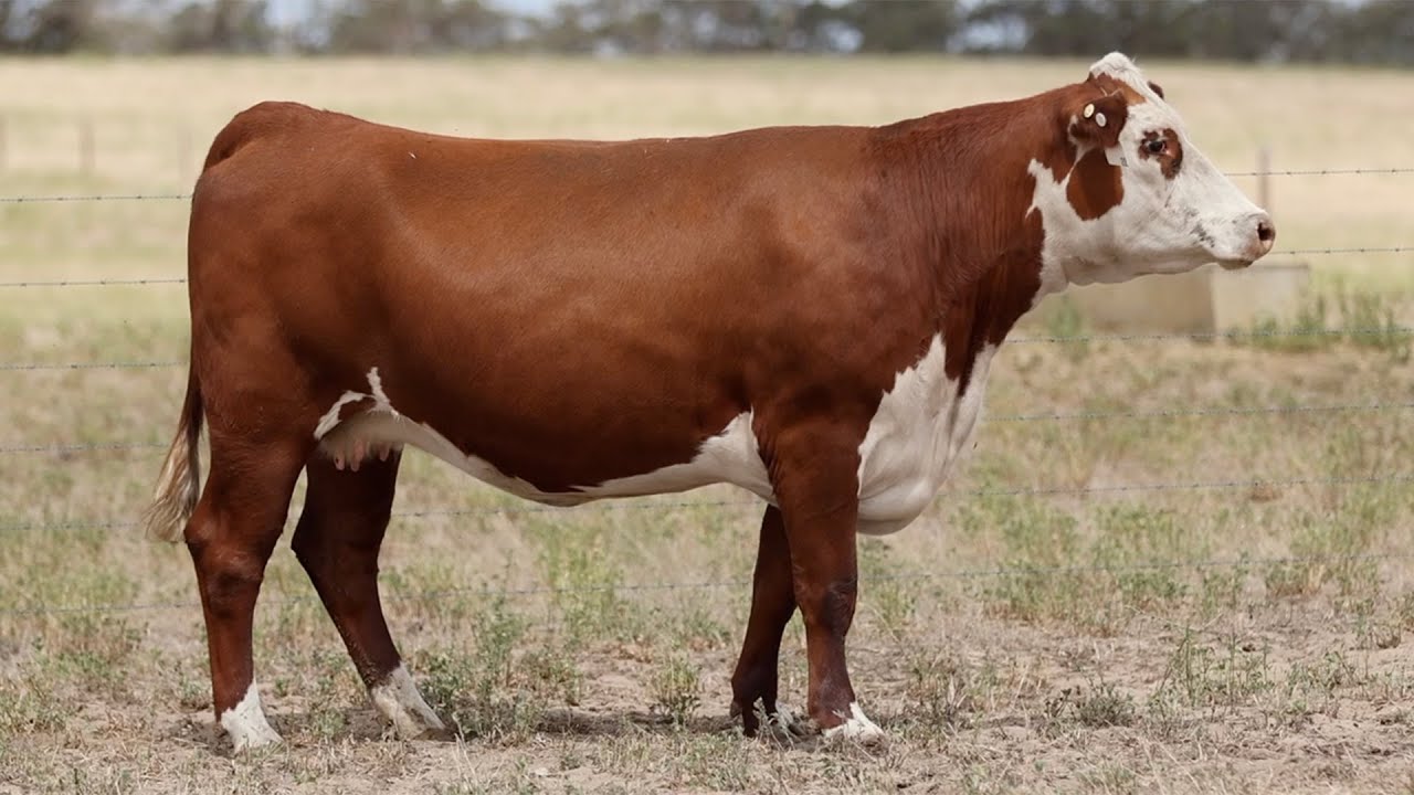 Lot 22 DAYS163 Days Whiteface Mature Cow Dispersal 2025 - YouTube