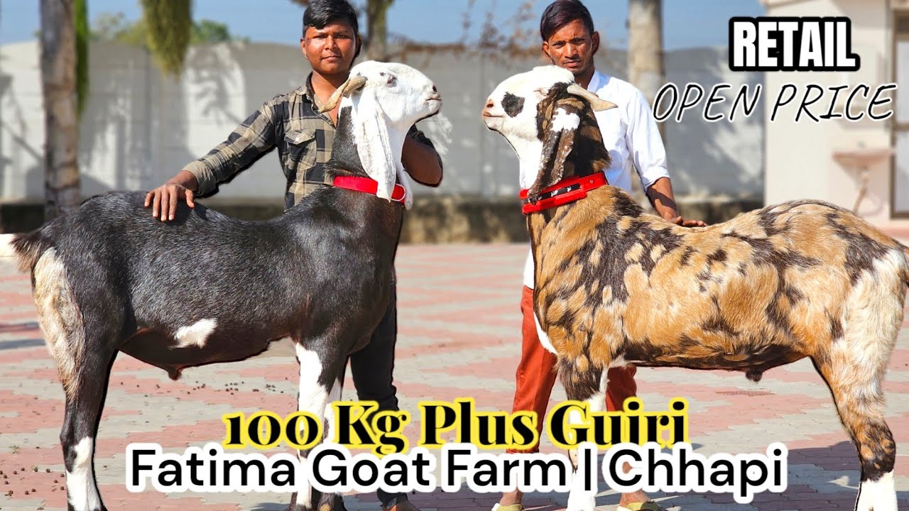 FATIMA GOAT FARM | CHHAPI BIG SIZE GUJRI RETAIL & WHOLESALE - YouTube