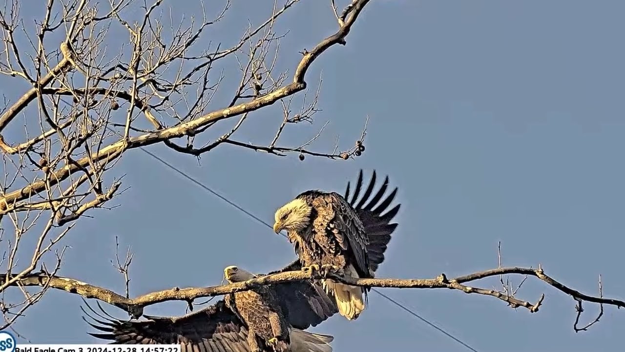 24V1 and Irvin PixCams U. S. Steel Bald Eagle Camera Cam 3 - Camera ...