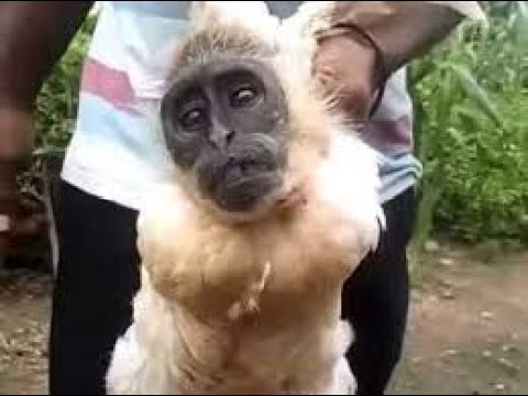 Top 10 Proof monkey chicken hybrids are 100% real scientific facts of ...