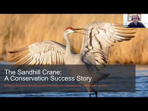 The Sandhill Crane: A Conservation Success Story