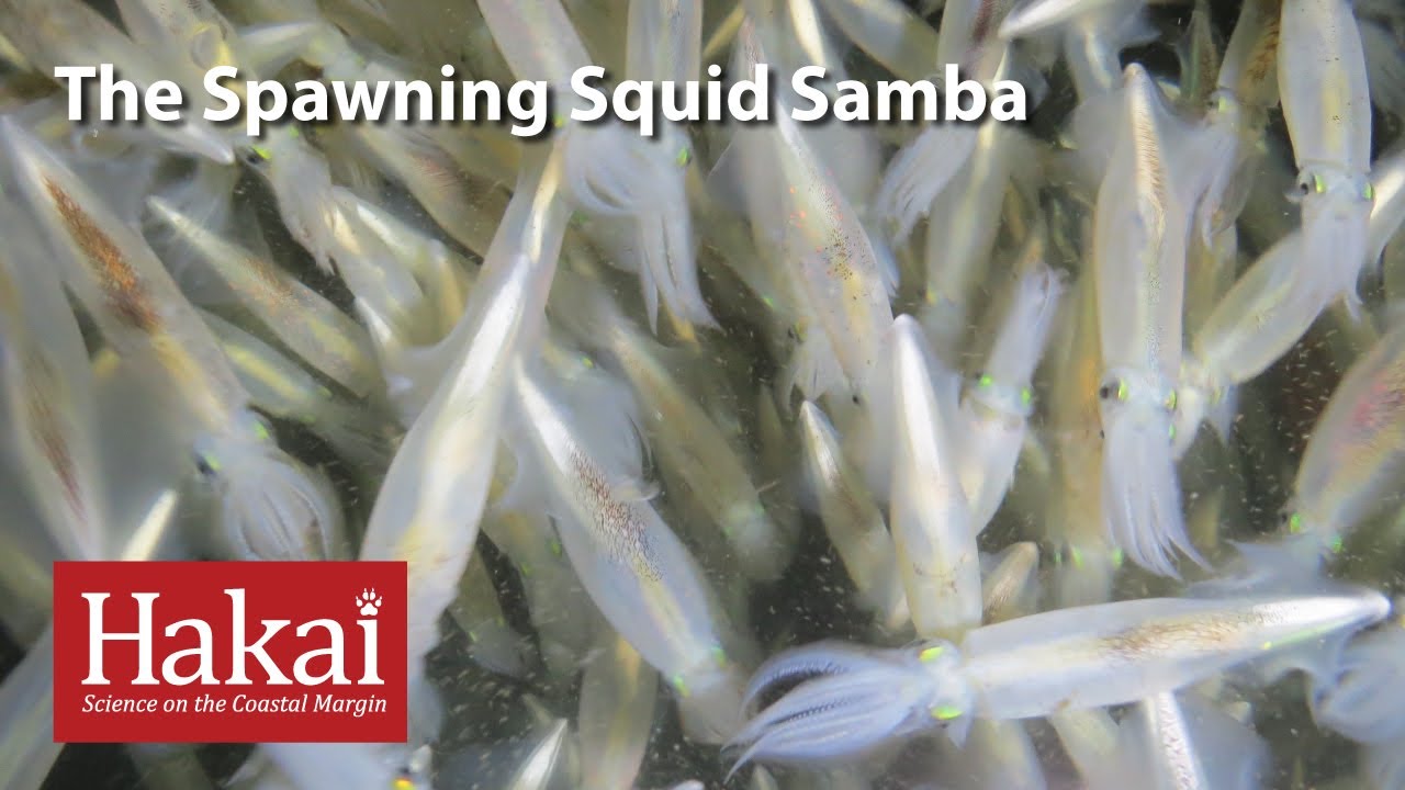 The Spawning Squid Samba - YouTube