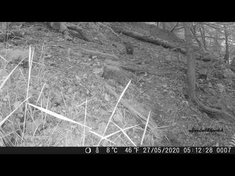 Rabbit in night vision - YouTube