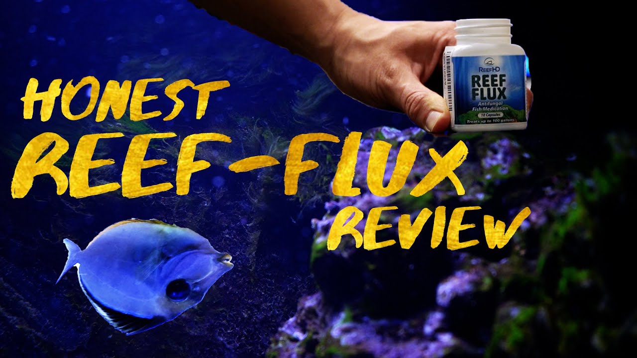 REEF FLUX PART 2 (HONEST REVIEW) NOT GOOD!!! - YouTube