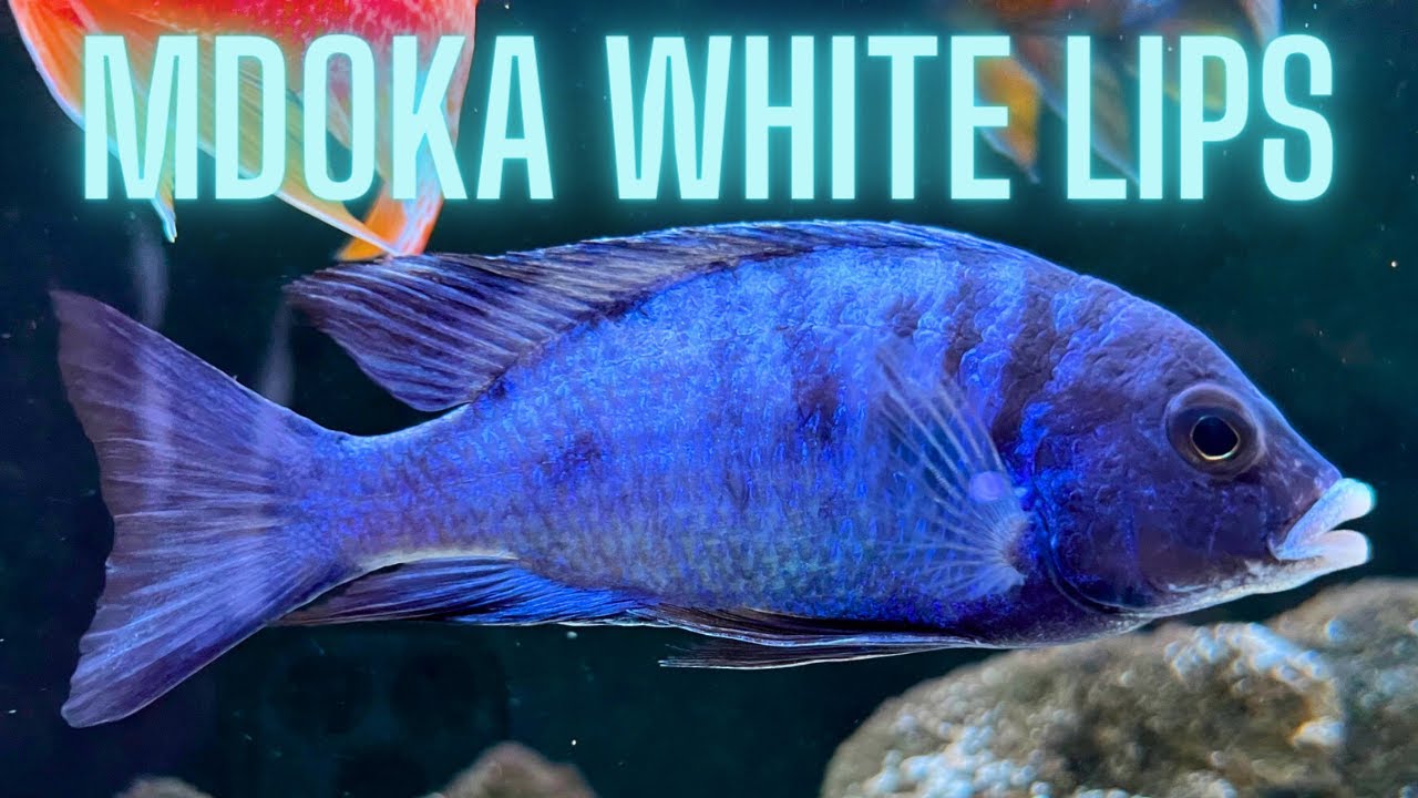 An Underrated African Cichlid: the Mdoka White Lips Cichlid (Care ...
