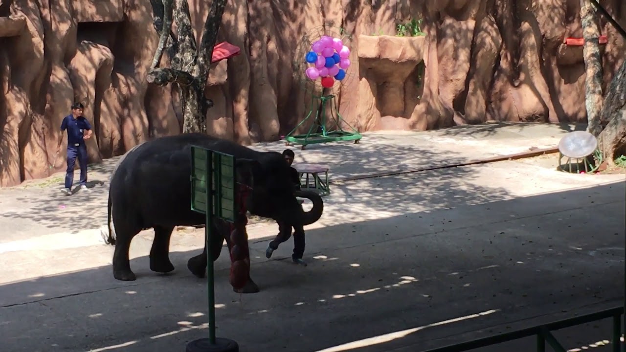 Elephant show|Sriracha Zoo|Pattaya|Thailand - YouTube