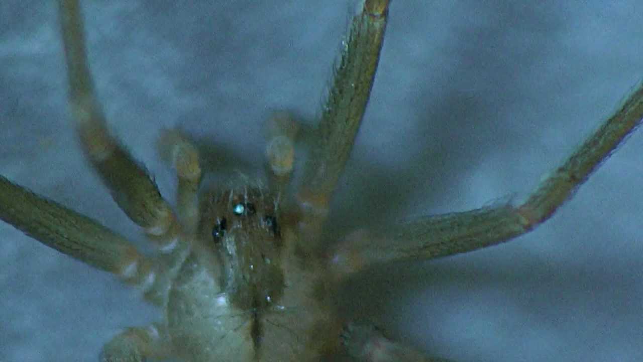 Brown Recluse-Female - YouTube