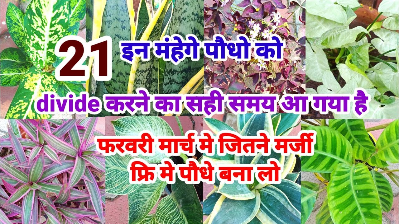 21 महंगे पौधो जिन्हें divide separate करने का सही समय आ गया है जितने मर्जी फ्रि मे पौधे बना ...