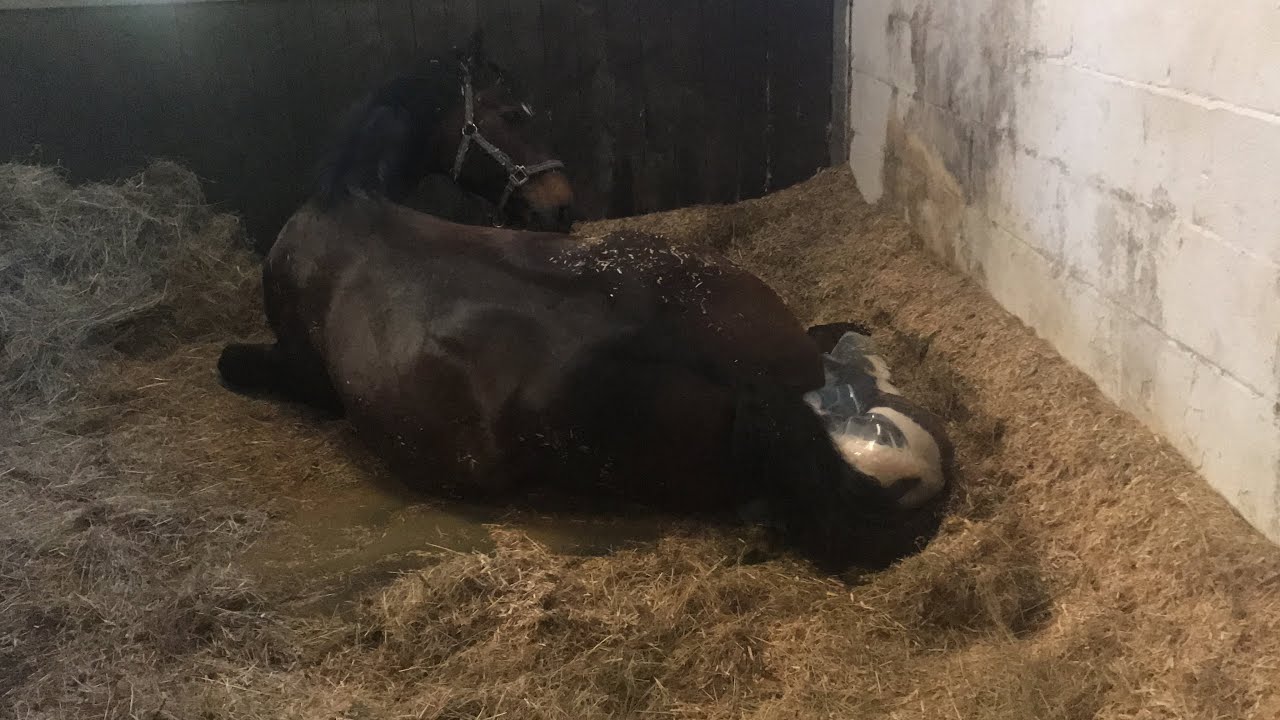 How to check a foals after birth - YouTube