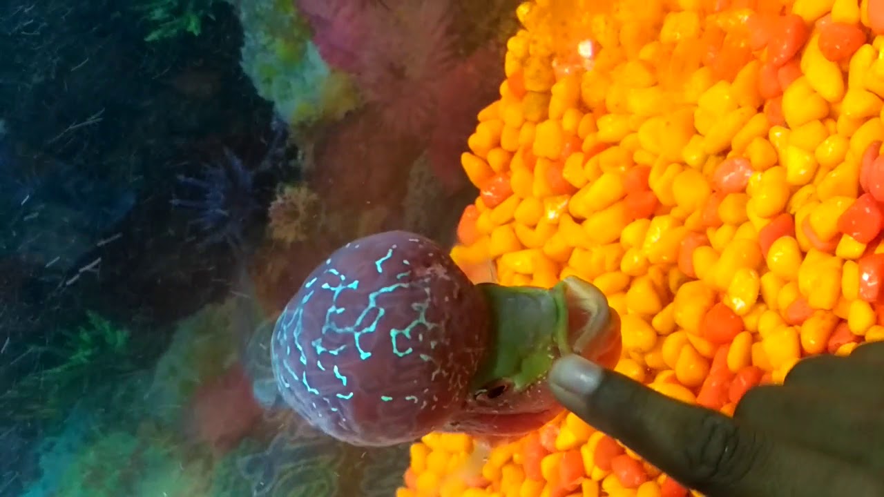 More of Flower HORN, the brainy fish - YouTube