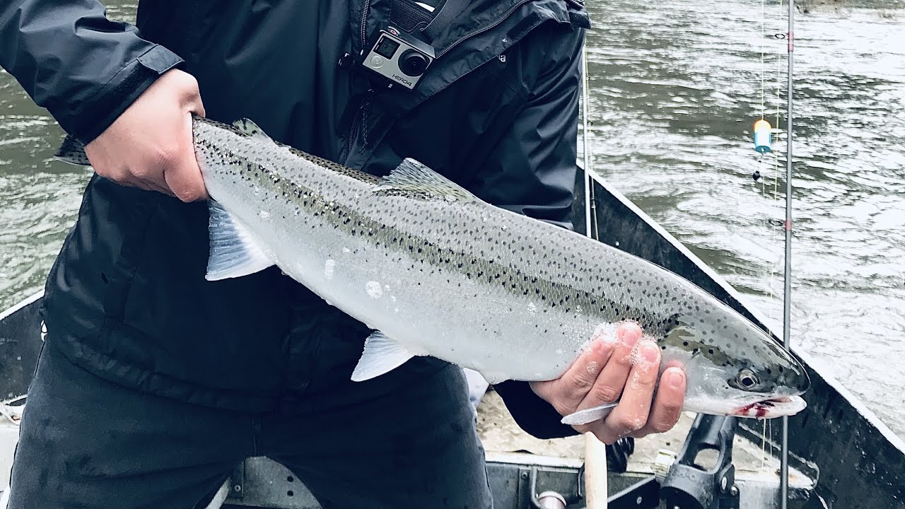 Winter Steelhead Fishing | Oregon Fishing | FEAT. 541 Fisherman - YouTube