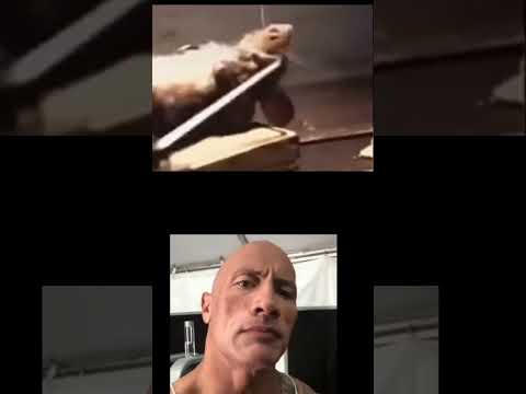 The Rock reacciona a la rata musculosa # Shorts - YouTube