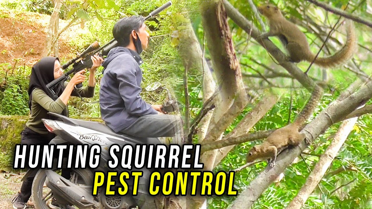 HUNTING SQUIRREL PEST CONTROL - YouTube
