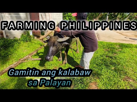 Paano gamitin ang Kalabaw sa Palayan para sa Land Preparation sa Rice ...