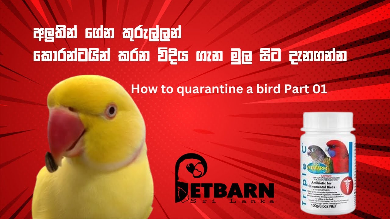 How to quarantine a bird- අලුතින් ගේන කුරුල්ලන්quarantine කරන විදිය ගැන ...