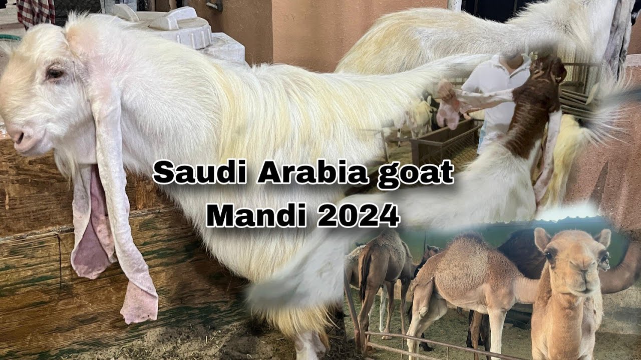 Saudi Arabia goat Mandi || 14th June 2024 - YouTube