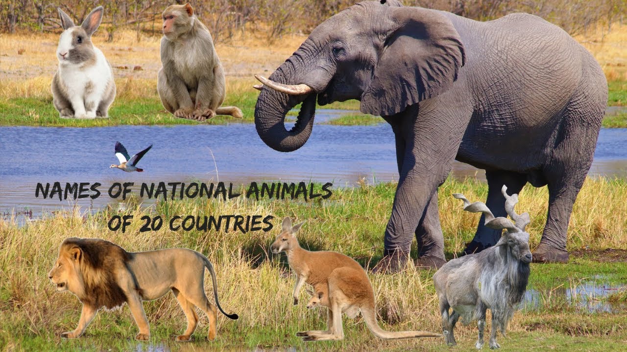 National Animals of 20 Counties || Official National Animals || # ...