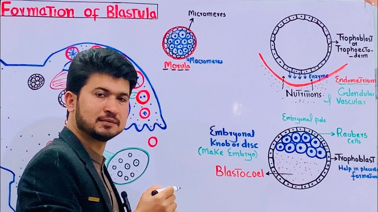 Blastula or blastocyst formation class 12| Early embryonic development ...