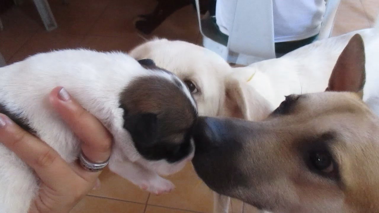 INTRODUCING THE LITTLE PUPS! - May 07, 2016 - YouTube